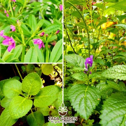 Jual Tanaman Hias Herbal Pecut Kuda Jarong Bunga Ungu Jinten Gingseng ...