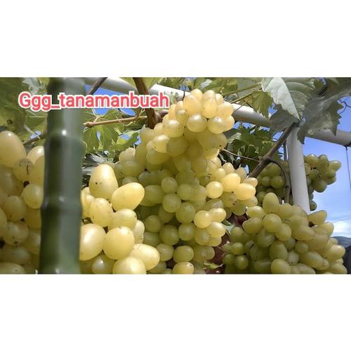 Promo Bibit Anggur Import Transfiguration Asli Grafting - Kab. Kediri ...