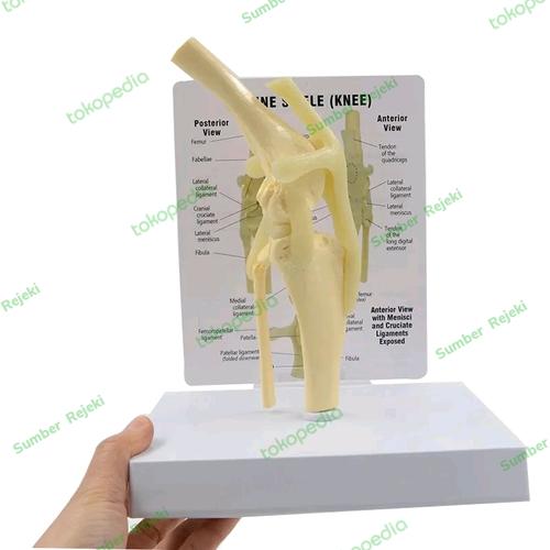 Jual Model Anatomi Life Size Canine Knee Dog Joint Anatomical Model - Jakarta Utara - Sumber ...