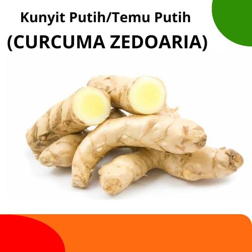 Jual COD-Temu Putih Segar 1kg/Kunyit Putih Curcuma Zedoaria 1 kg - Kab ...