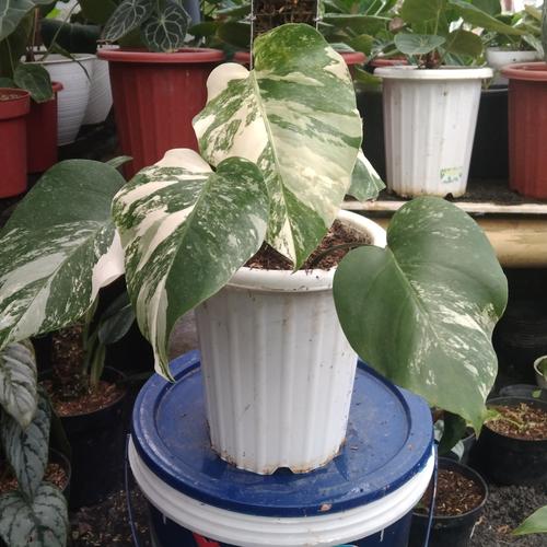 Jual Monstera Varigata/white tiger/holland/borsigiana/variegata - 1D ...