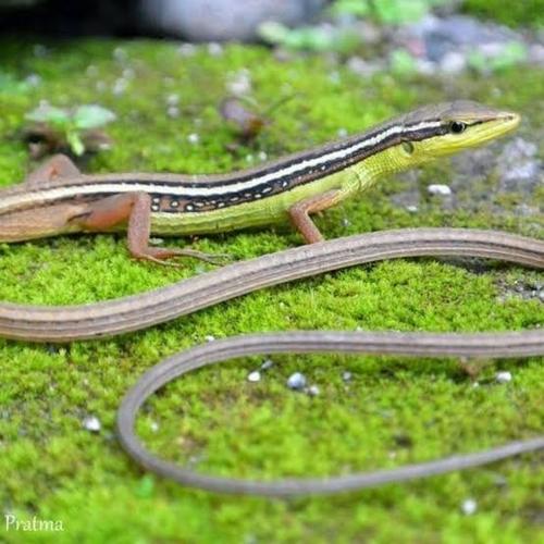 Jual BISA COD~ASIAN LIZARD GRASS~KADAL RUMPUT - Kab. Pangandaran ...