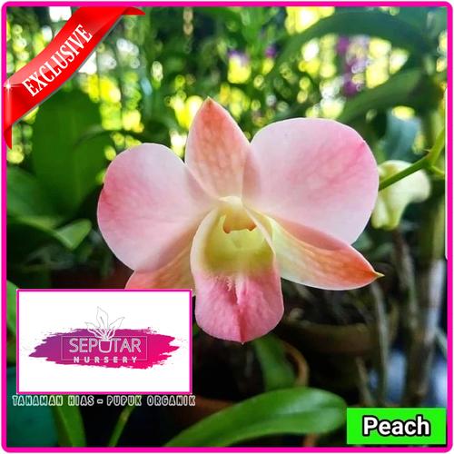 Jual anggrek dendrobium - tanaman hias anggrek dendrobium peach - Kab ...