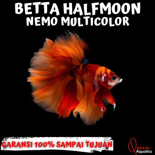 Jual IKAN CUPANG HALFMOON NEMO GALAXY TOP GRADE IKAN HIAS AIR TAWAR ...