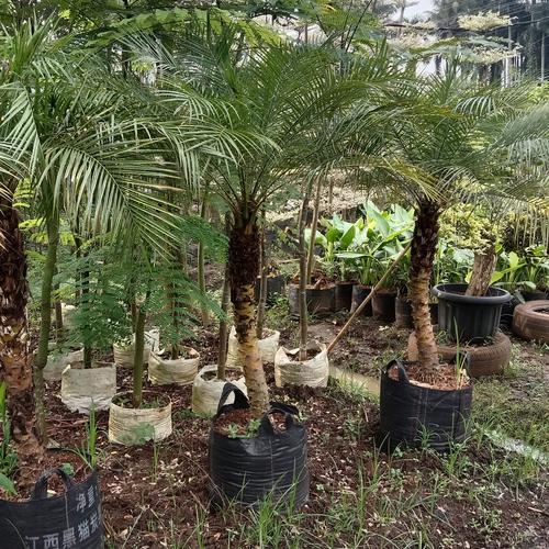 Jual pohon palem phoenix tinggi 130 cm - palm phoenix - Kab. Bogor ...