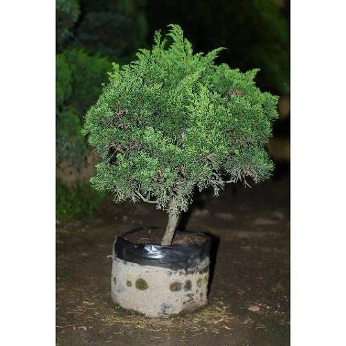 Jual BAHAN BONSAI CEMARA PAPUA | BIBIT BONSAI TANAMAN HIAS MEDIA TANAM ...