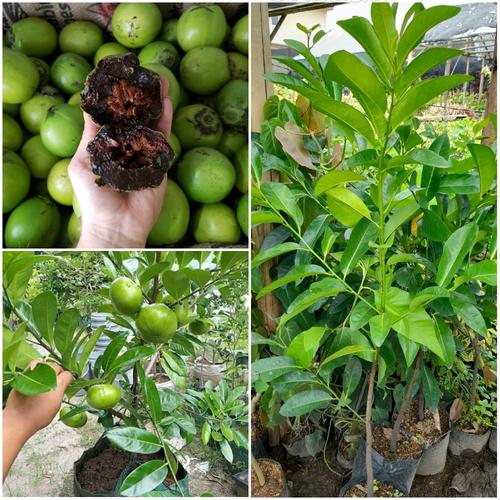 Jual Tanaman Buah Black Sapote /Kesemek Hitam /Buah Puding Hitam/Sapote - Kota Batu ...