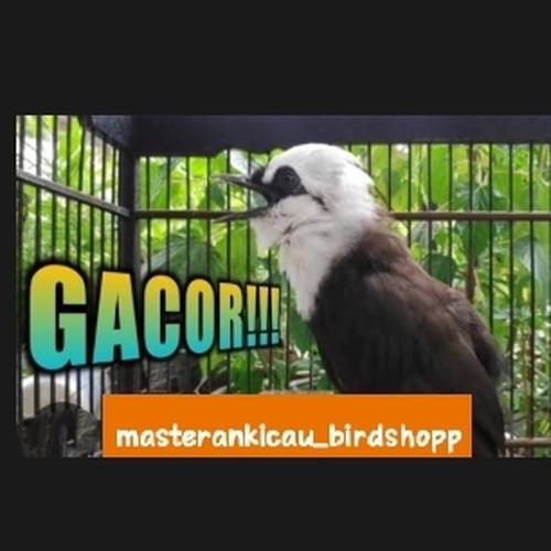 Jual burung Poksay haji jambul Sumatra gacor dorr jantan mewah ...