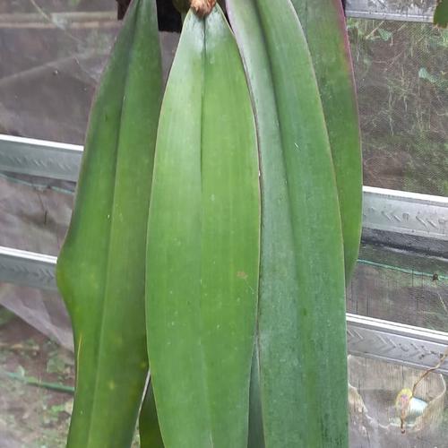 Jual Bulbophyllum macrobulbum Anggrek Dasi - Kab. Pasuruan - LnE ...