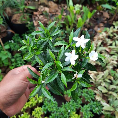 Jual tanaman bunga rombusa mini bunga melati mini rembosa hijau mini ...