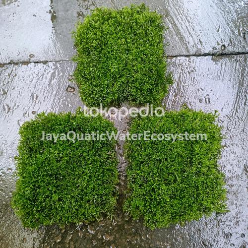 Jual Tanaman Aquascape Moss Riccardia Clump/ Lempeng Cetak 8×8cm - Kab ...