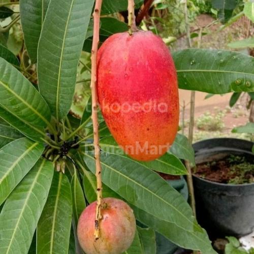 Jual bibit mangga miyazaki asli original red golden jepang tanaman buah ...