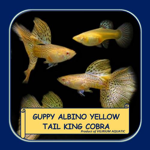 Jual IKAN HIAS AIR TAWAR - GUPPY ALBINO YELLOW TAIL KING COBRA (YTKC) - Male - Jakarta Pusat ...