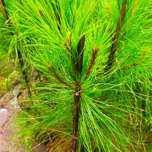 Jual Tanaman Pinus tanaman gunung pohon Pinus tanaman pelindung pohon ...