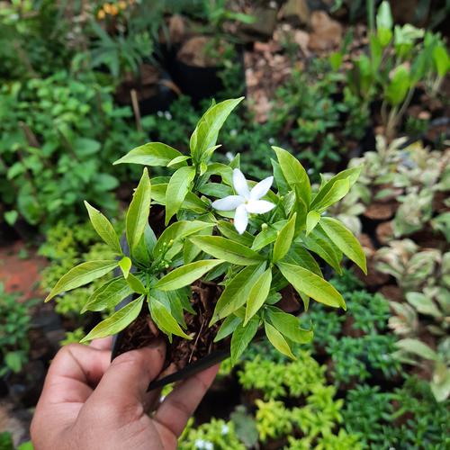 Jual tanaman bunga rombusa golden melati rombusa kuning rembosa mini ...