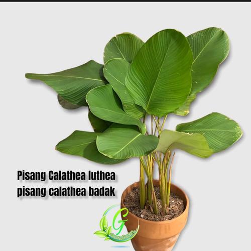 Jual calathea lutea/tanaman calatea pisang - Kota Bandung - OrcaGarden ...