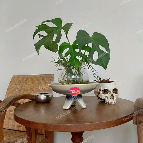 Jual Monstera Deliciosa + Pot Putih - Dengan Pot - Kab. Bogor ...