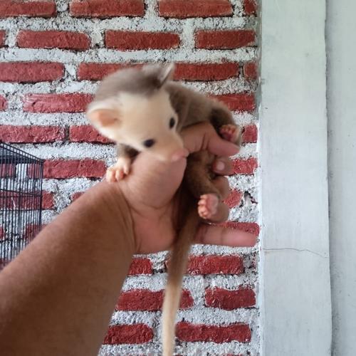 Jual musang pandan bali mozaik lucu - Kab. Bandung - INDEXAN | Tokopedia