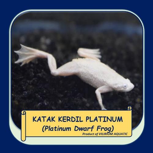Jual IKAN HIAS AIR TAWAR - KATAK KERDIL PLATINUM / PLATINUM DWARF FROG ...