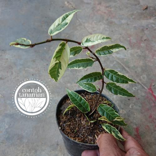 Jual Ficus Radicans Variegata - Kab. Pasuruan - Contoh Tanaman | Tokopedia