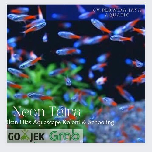 Jual Neon Cardinal Tetra Hiasan Aquarium & Aquascape - Kota Bekasi ...