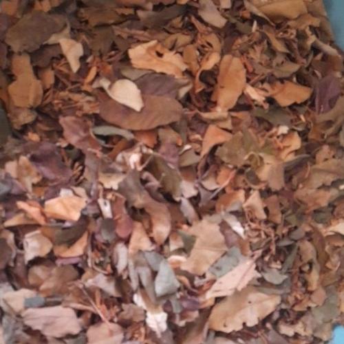 Jual terbaik daun kopi kering/daun kawa siap rebus - Jakarta Pusat ...