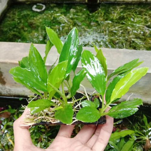 Promo Anubias Sp | Tanaman Air Aquascape | Murah Bergaransi - media ...
