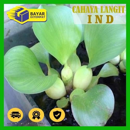 Jual Eceng Bunga Tanaman Air Apung Eceng Gondok Berbunga Akuarium ...