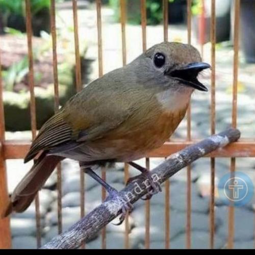 Jual burung srdc ori bali jantan - Kota Bandung - UesBandung BirdShop | Tokopedia