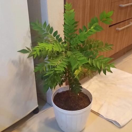 Jual Tanaman Salam Koja Daun Kari + Pot - 25-30 cm - Kab. Tangerang ...