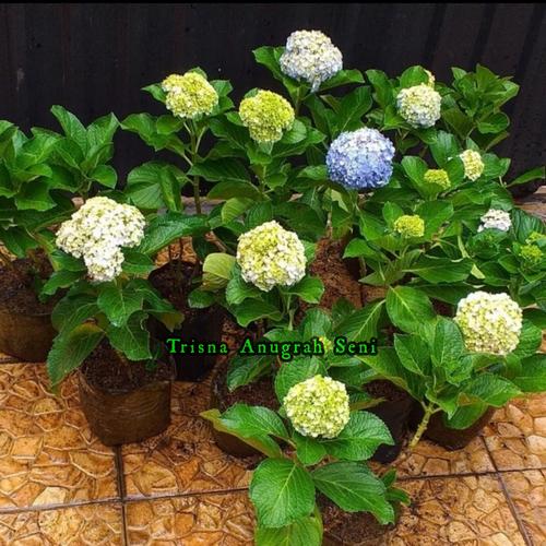 Jual TANAMAN HIAS BUNGA PANCA WARNA / HORTENSIA / HIDRANGEA RIMBUN ...