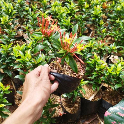 Jual tanaman asoka orange Pohon Soka bunga Oren Soka Singapur - Kab ...