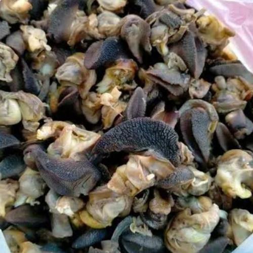 Jual daging bekicot fress - Kab. Tangerang - student mart | Tokopedia