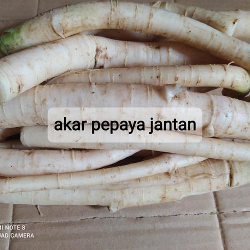Jual obat herbal akar pepaya jantan pepaya gandul segar per 500 gram ...