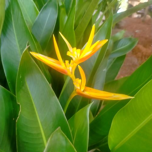 Jual heliconia golden//heliconia bunga kuning//pohon pisang pisangan ...
