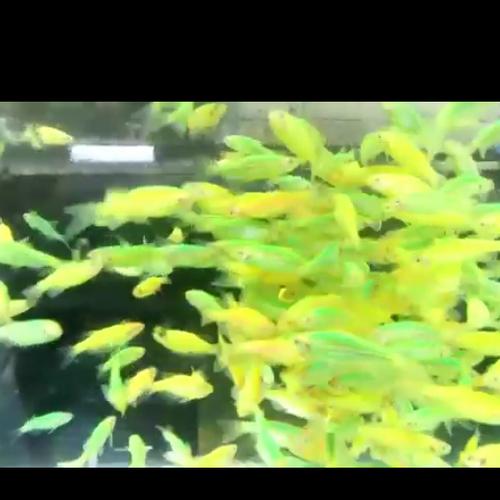 Jual ikan danio slayer 10 ekor - Kab. Tulungagung - UKM BERSAUDARA ...