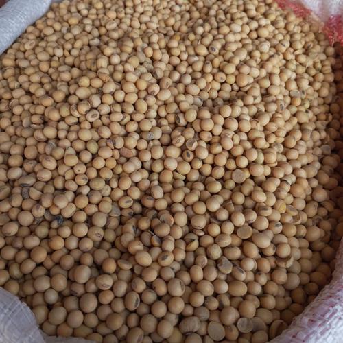 Jual [TERMURAH] Kacang Kedelai Kuning 250gr - 1kg / Kacang Kedele ...