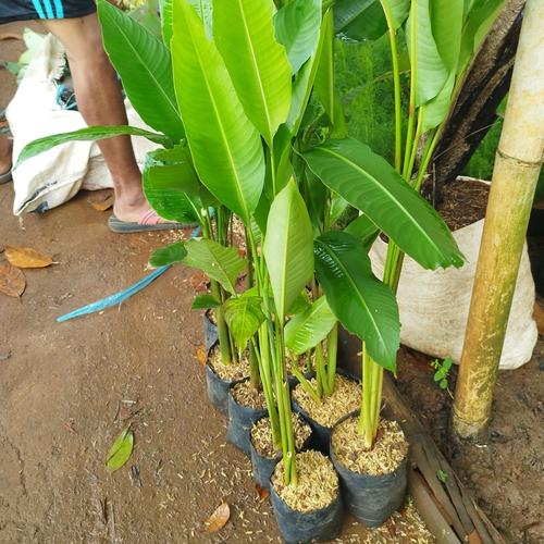 Jual pohon pisang karibay karibai Tanaman pisang karibay - Kab. Bogor ...