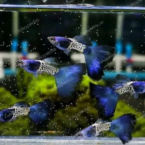 Promo Ikan Hias Guppy Metal Snakeskin Blue Tail - betina - Kota Depok - Fishquality_id | Tokopedia