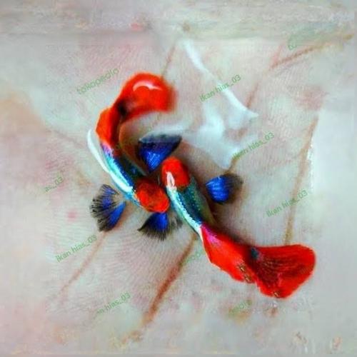 Jual GUPPY PRTDE KOI (PLATINUM RED TAIL DUMBO EAR KOI) IKAN HIAS AQUASQAPE - BETINA - Kab. Bogor ...