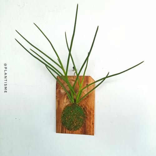 Jual Wall of fame - Douglas Vanda Orchid Tanaman Bunga Anggrek ...