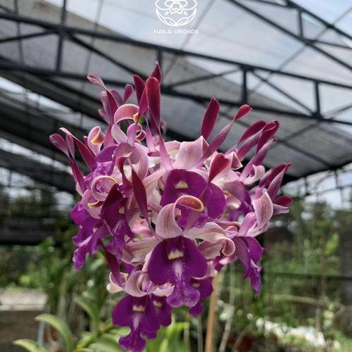 Promo Tanaman hias seedling anggrek dendrobium//purple kriting - Kab ...