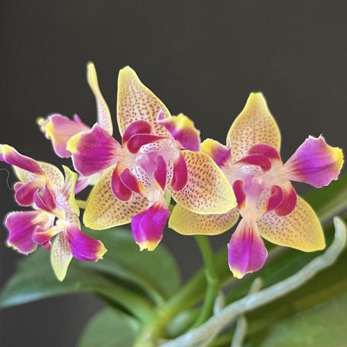 Jual Tanaman hias seedling anggrek dendrobium//purple yellow - Kab ...