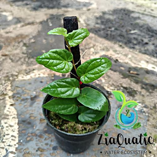 Jual Piper Sp Mini "Borneo" Tanaman Rambat Paludarium Terrarium ...