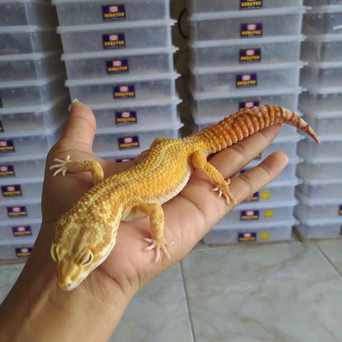 Jual leopard gecko giant male, tokek hias lucu - Jakarta Selatan - ATM ...