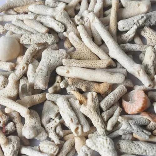 Jual karang jahe per 2kg filter ph aquarium laut - Jakarta Selatan ...