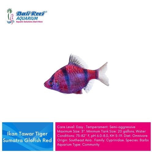 Jual Ikan Hias Air Tawar Sumatran Barb Glofish Red - Kota Denpasar ...