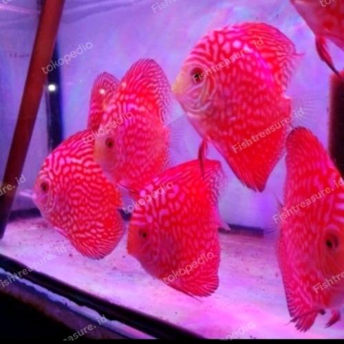 Jual Discus Pigeon Cherry Red Snakeskin ukuran 1 inch - Kota Depok ...