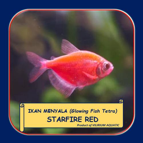 Jual IKAN HIAS AIR TAWAR - GLOWING FISH TETRA STARFIRE RED (MERAH ...