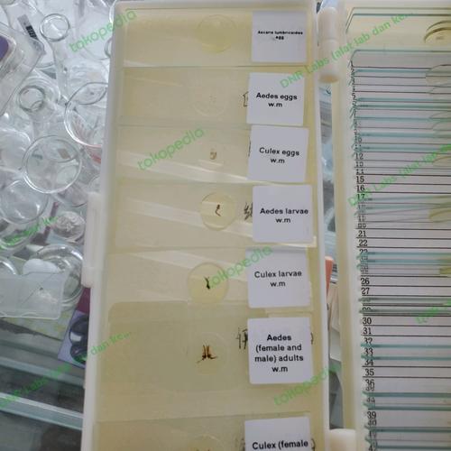 Jual preparat parasitologi pharasitology parasit import - Kab. Bantul ...